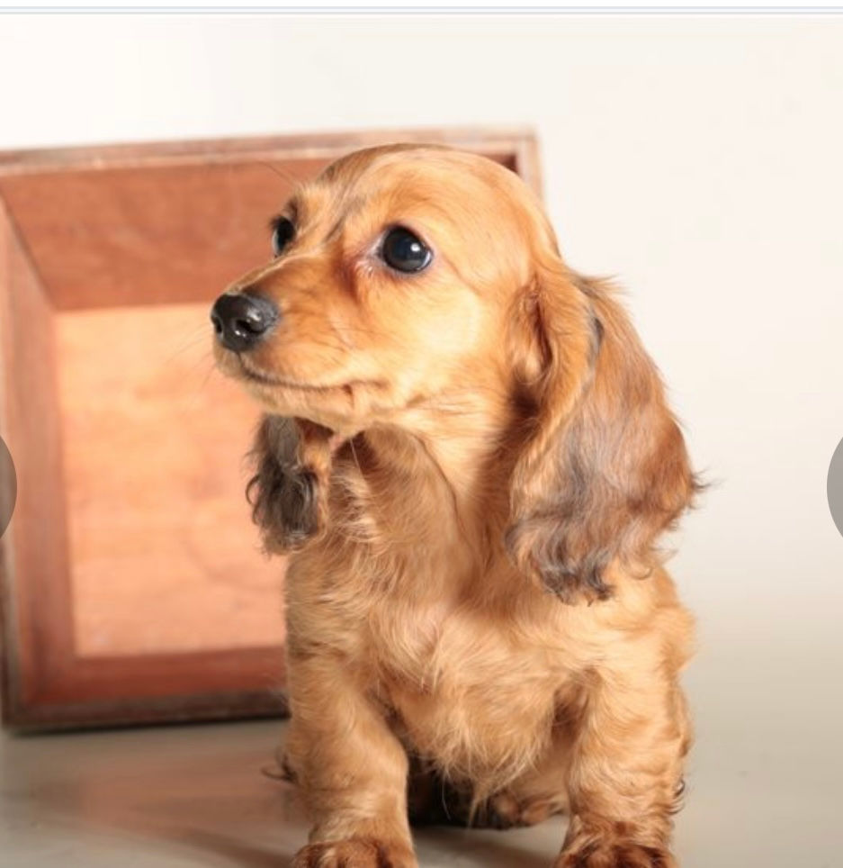 Cadillac Kennel, Dachshund Puppies For Sale