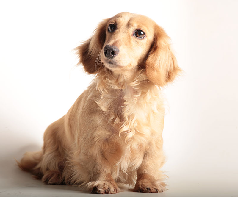 Cadillac Kennel, Dachshund Puppies For Sale