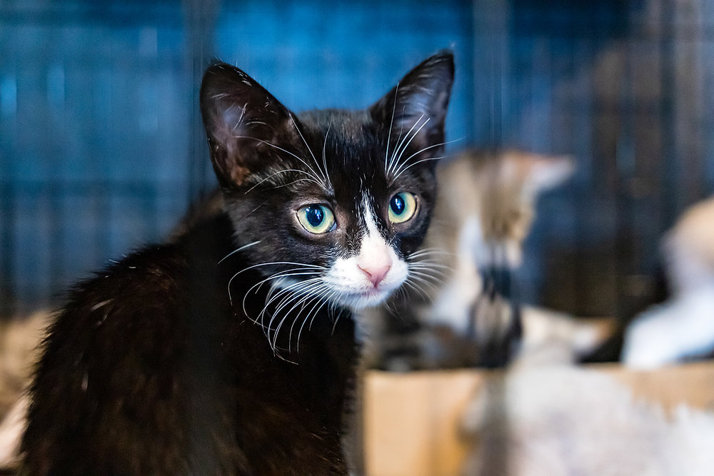 Cat cafe: Popoki and Tea