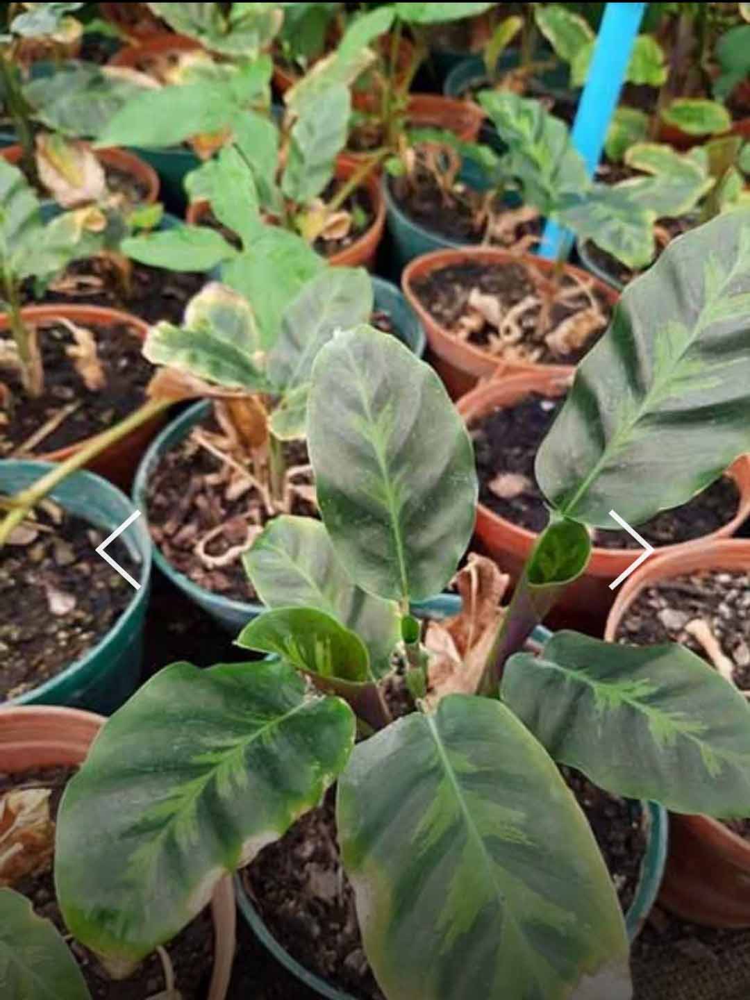 Plantas interior | jardinelencanto