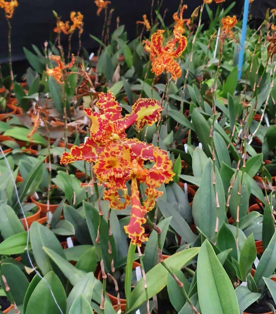 Oncidium | jardinelencanto