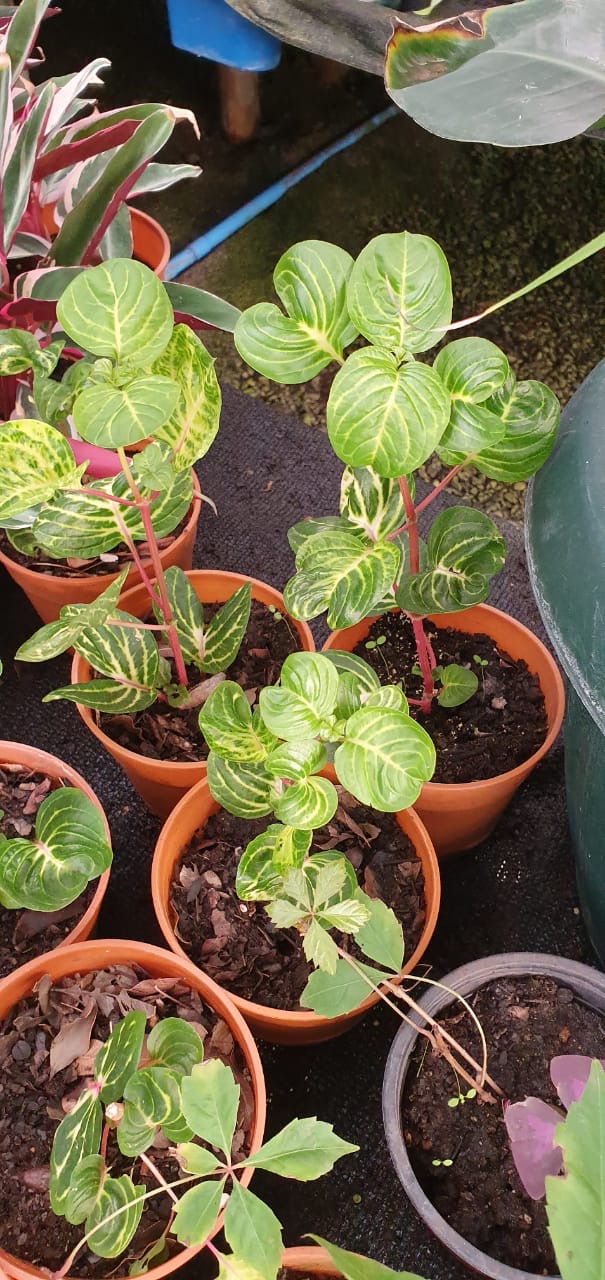 Plantas interior | jardinelencanto