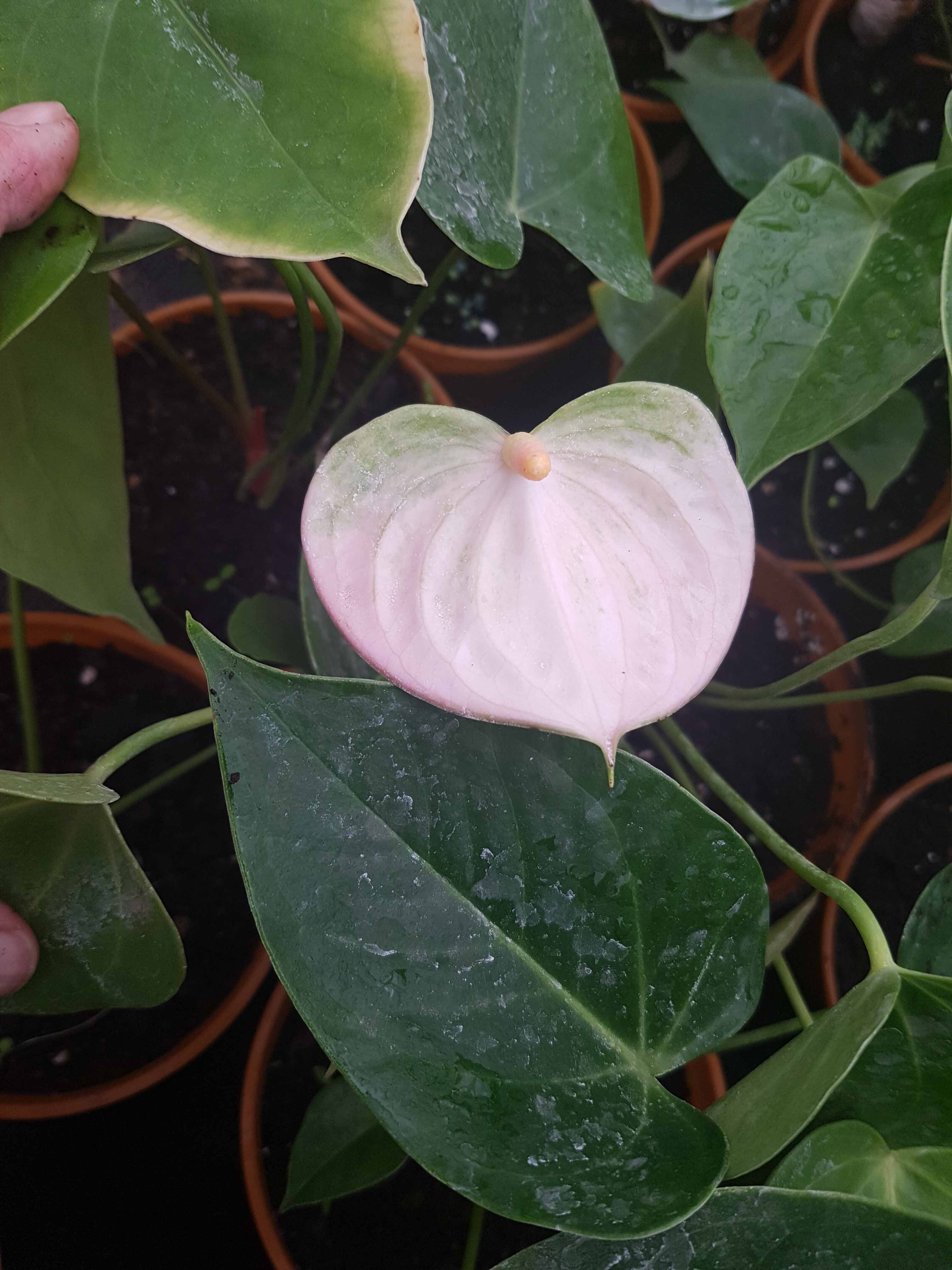 Plantas interior | jardinelencanto