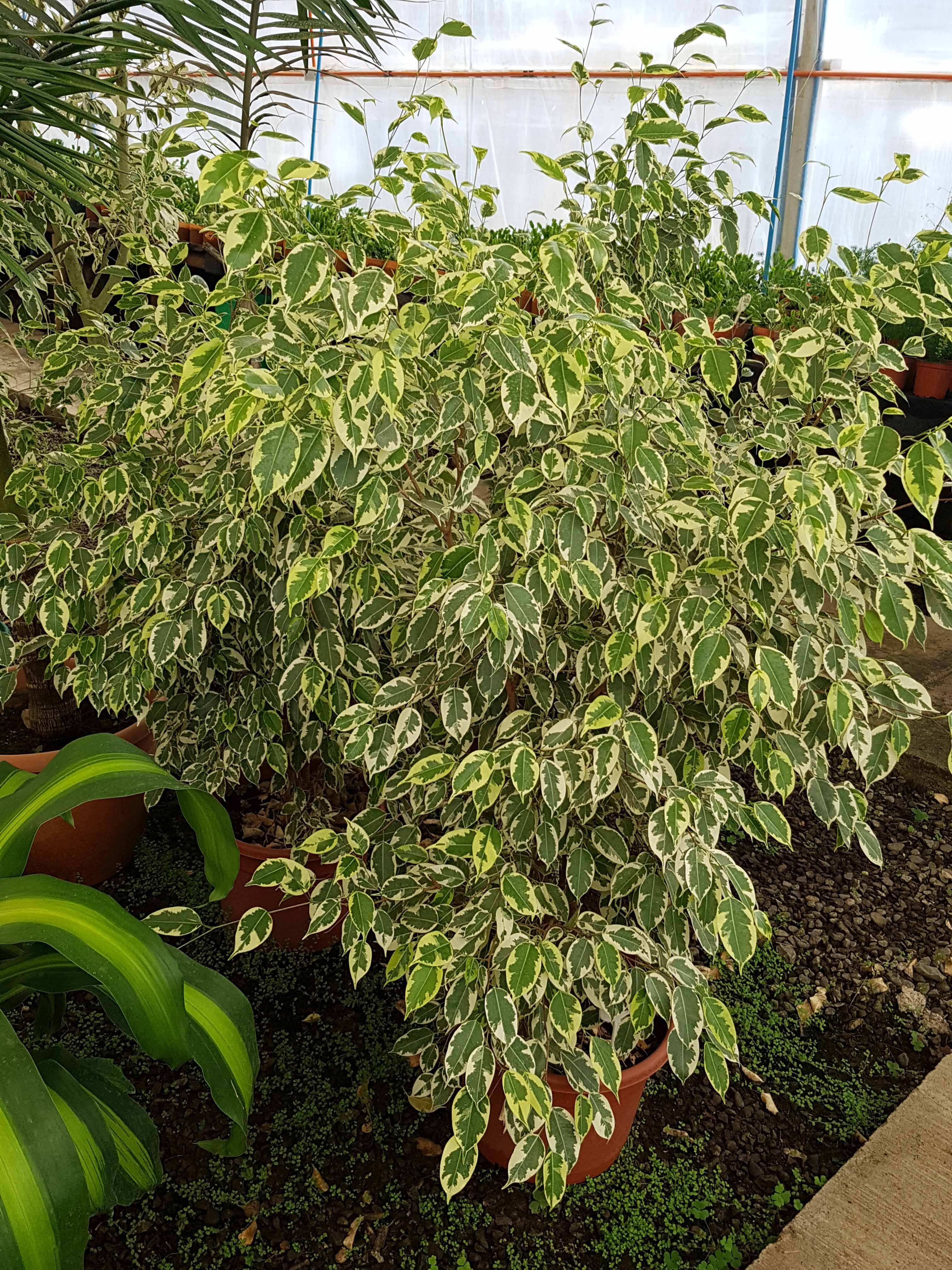 Plantas interior | jardinelencanto