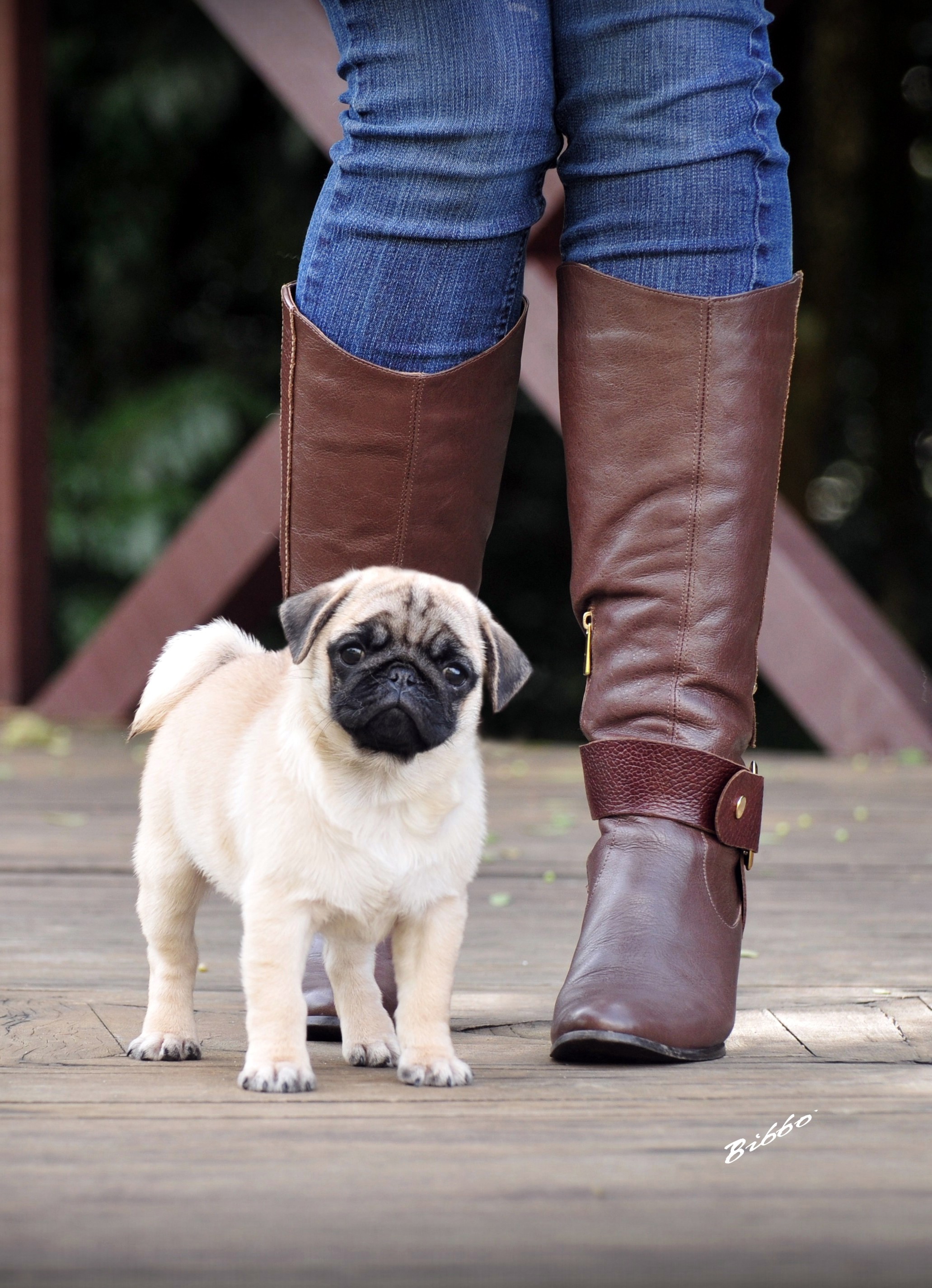 Pug filhote|Pug Preço|Comprar Pug|Pug Curitiba