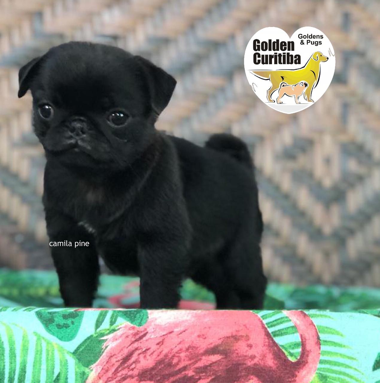 Pug filhote|Pug Preço|Comprar Pug|Pug Curitiba