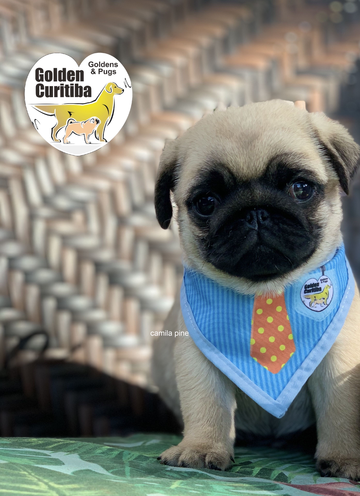 Pug filhote|Pug Preço|Comprar Pug|Pug Curitiba