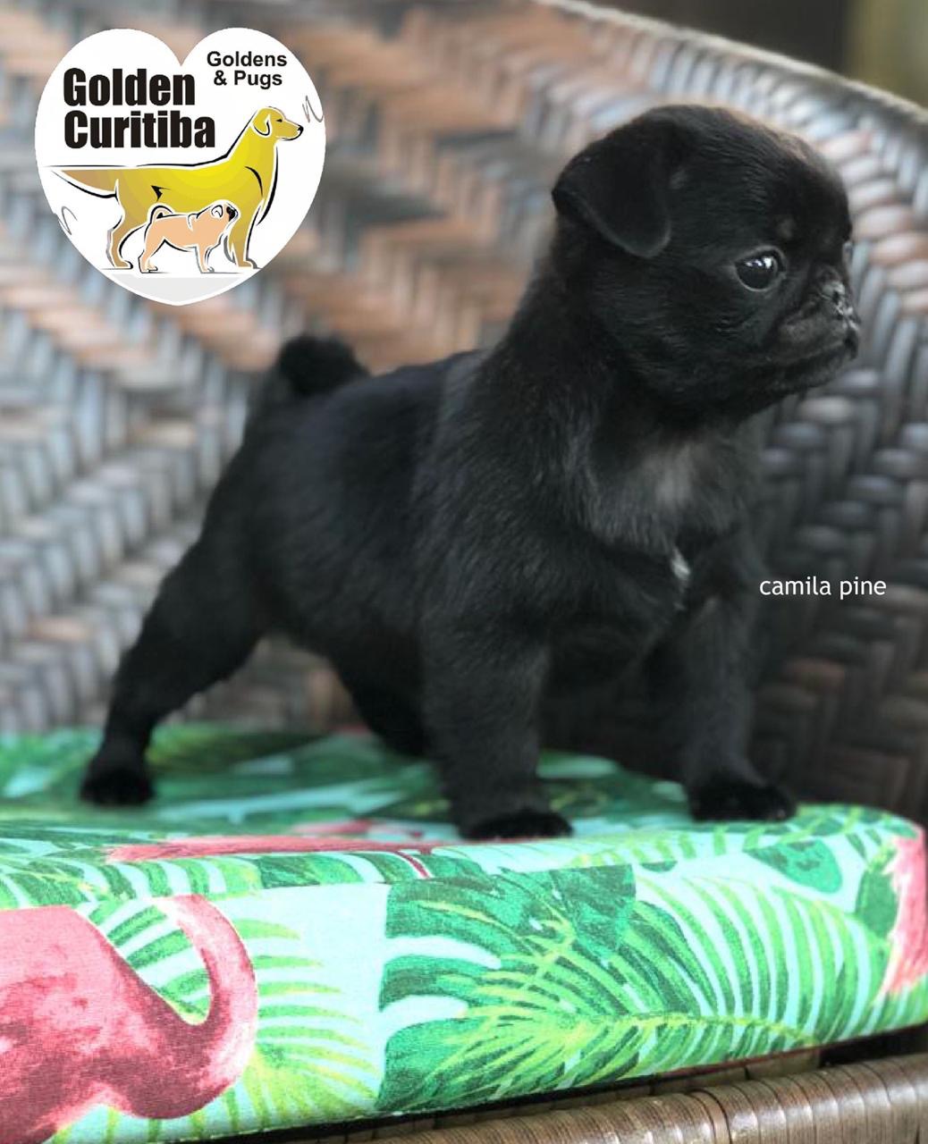 Pug filhote|Pug Preço|Comprar Pug|Pug Curitiba