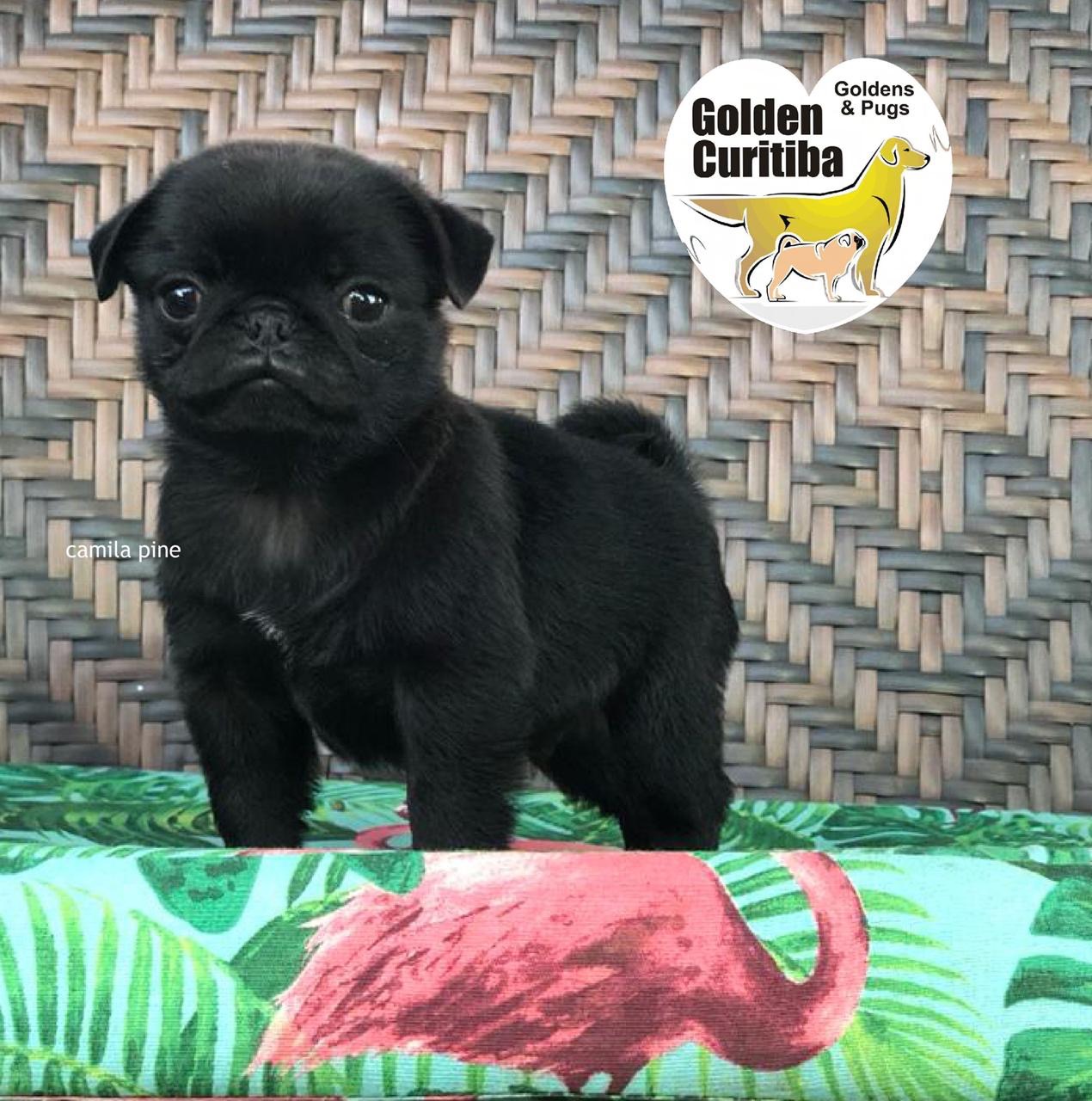 Pug filhote|Pug Preço|Comprar Pug|Pug Curitiba