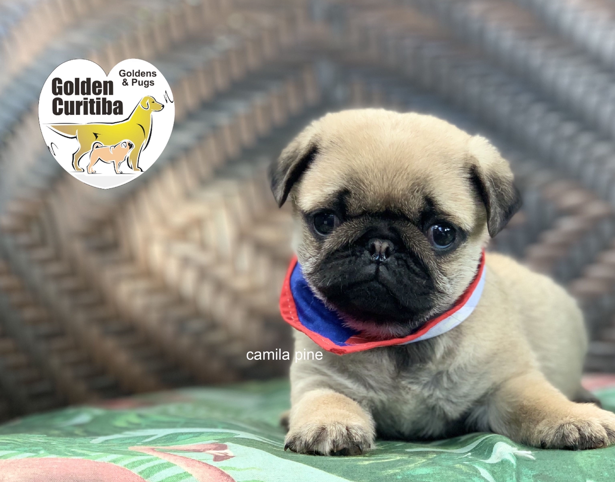 Pug filhote|Pug Preço|Comprar Pug|Pug Curitiba