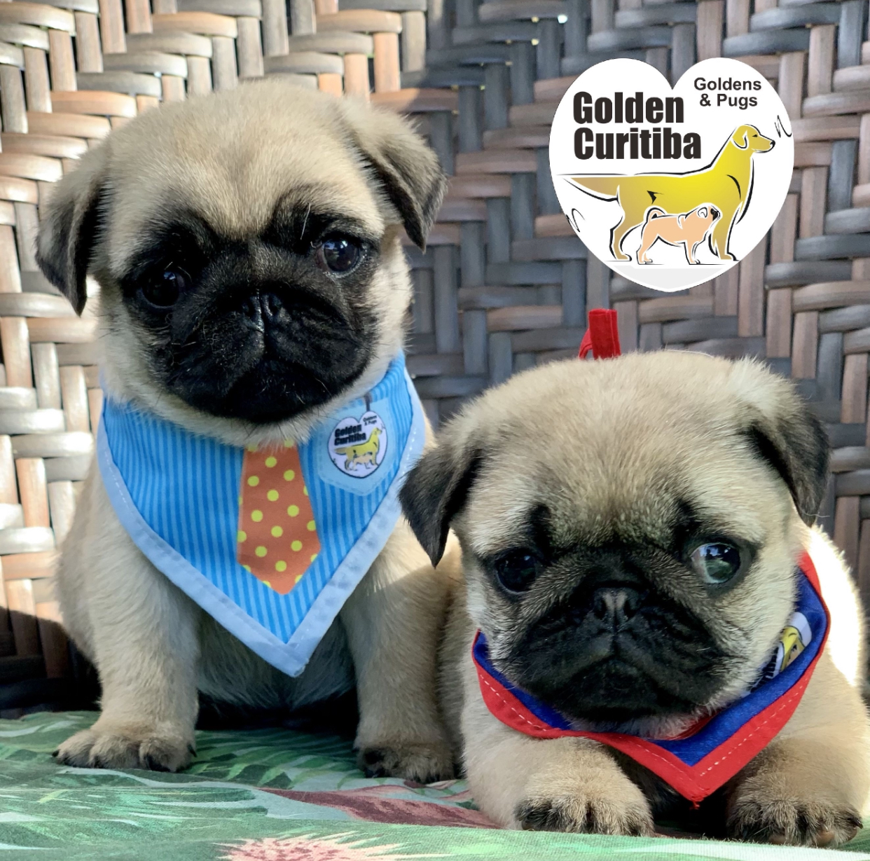 Pug filhote|Pug Preço|Comprar Pug|Pug Curitiba