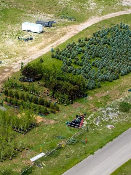 Tree Nursery Near Me | Teton Evergreens LLC | Blue Spruce, Quaking ...