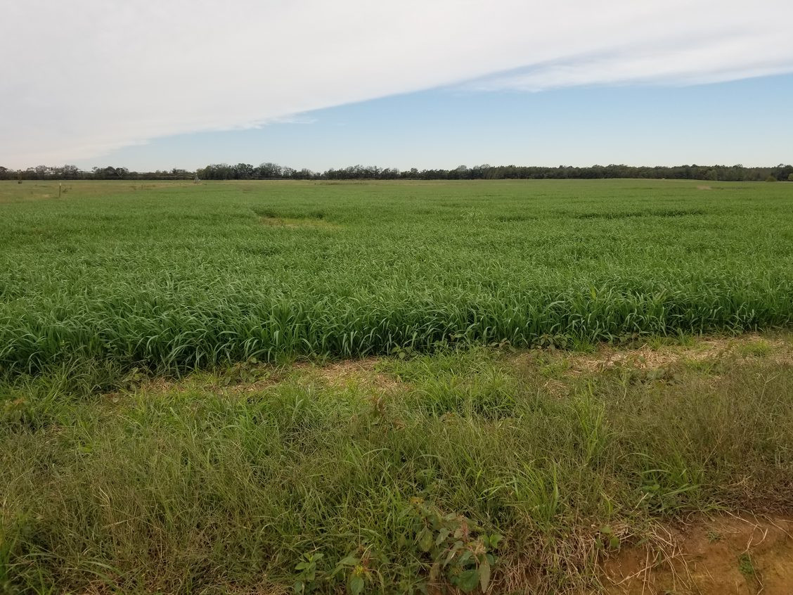 Winter Annual Forage for Dairy Cattle