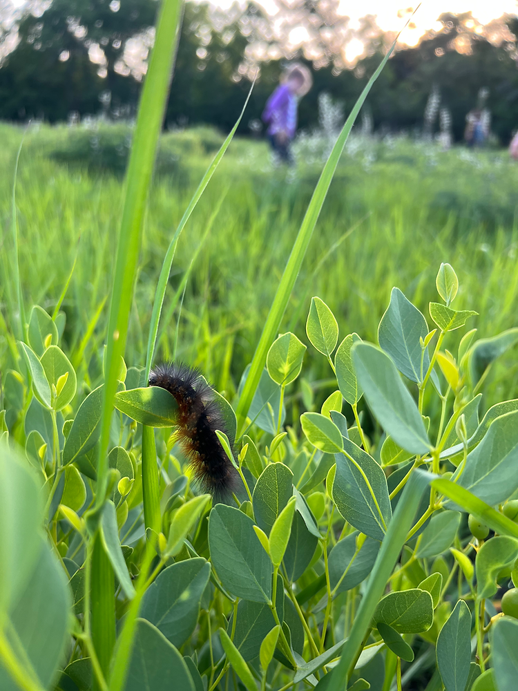 Evening On The Crawfish Farm- an agritourism event by Louisiana Grazing ...