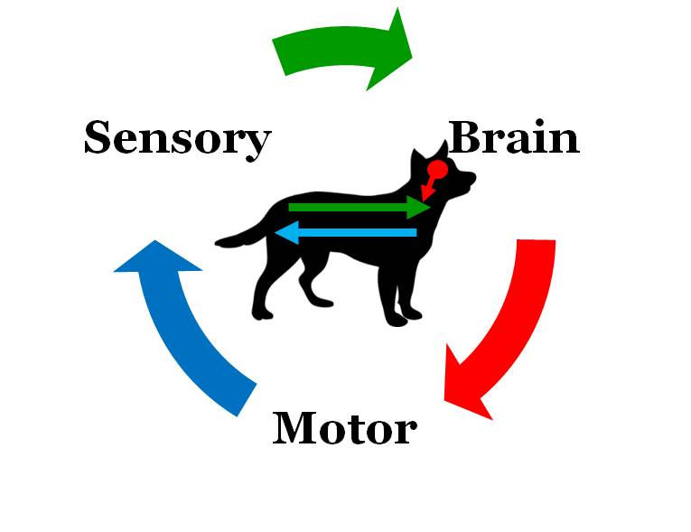 Importance of proprioception
