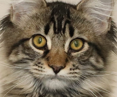 QUEENS | TopLine Maine Coons | United States