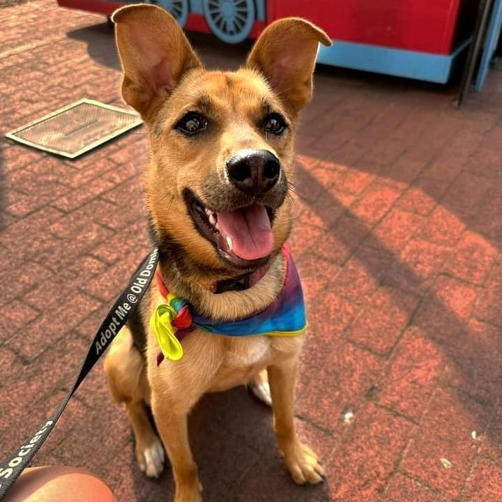 Seeking Adopters Or Foster Families For Rescue Dogs That Have Been At ...