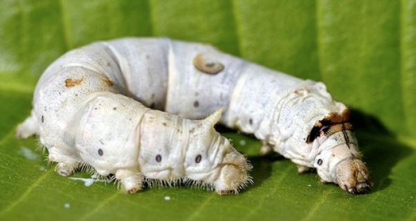 Silkworm Farming