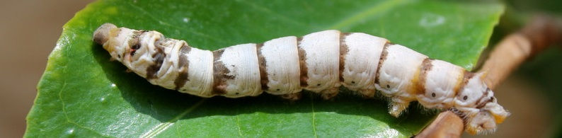 Silkworm Farming