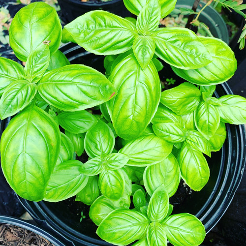 Fresh Organic Basil (1 LB) | Chiccharney Farms