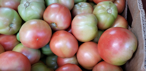 Local Tomatoes | Chiccharney Farms