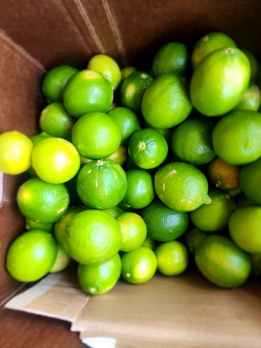 Persian Limes | Chiccharney Farms
