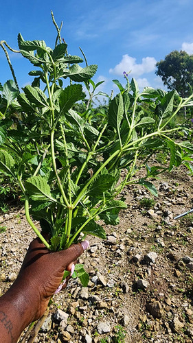 Blue Vervain Tea (1 Gallon or Fresh Leaves) | Chiccharney Farms