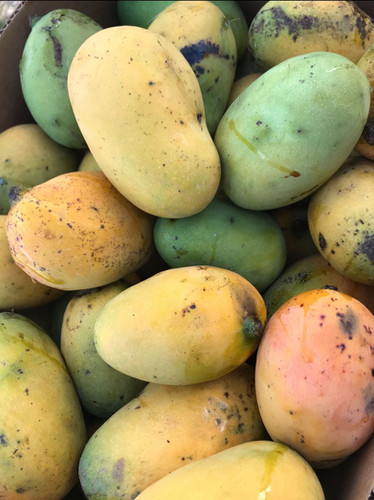 Summer Mangoes -Number 11's (lots of fibre) | Chiccharney Farms