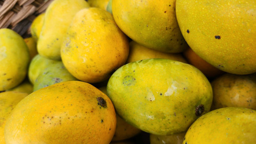 Mango - Alphonso Variety | Chiccharney Farms