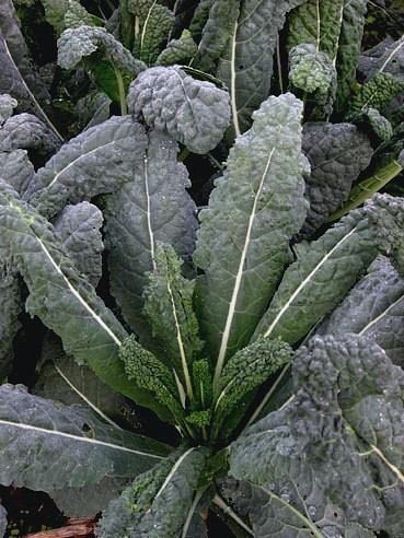Toscano Kale | Chiccharney Farms