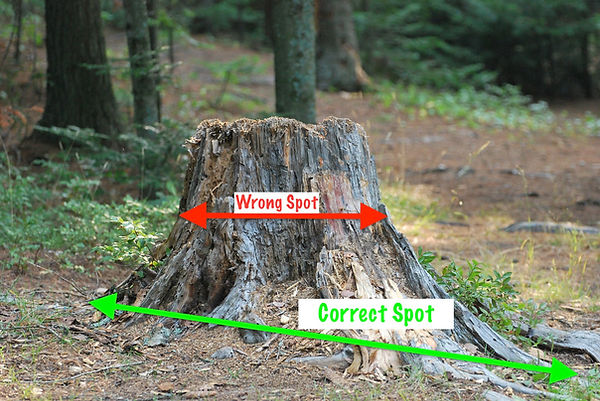 Proper Stump Measurement | absolutely-stumped