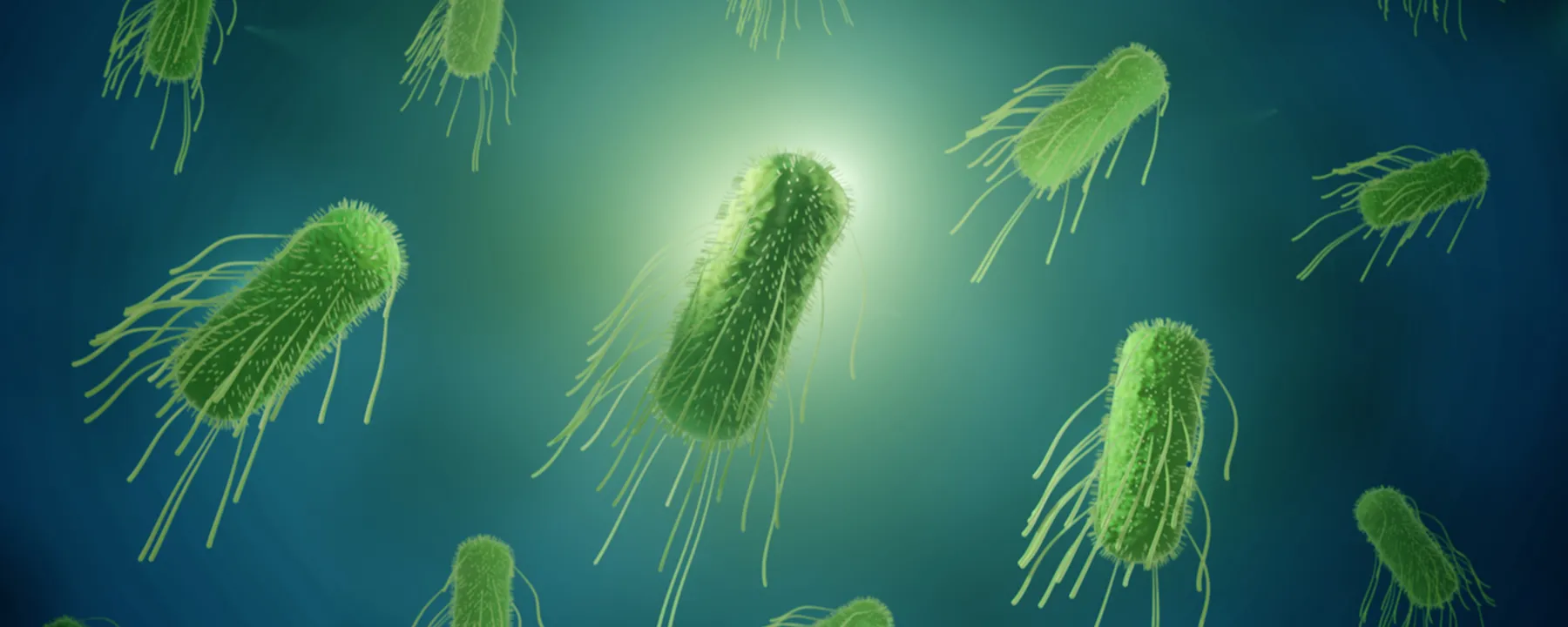 Gal-Mor Lab | Salmonella Research Lab