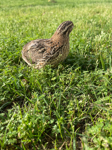 Baby Jumbo Wild Coturnix Quail | J&M Poultry Farm
