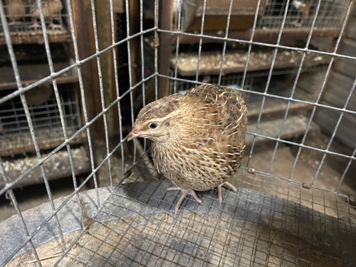 60 Jumbo Egyptian Coturnix Quail Eggs | J&M Poultry Farm