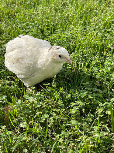 Baby Jumbo White Quail | J&M Poultry Farm