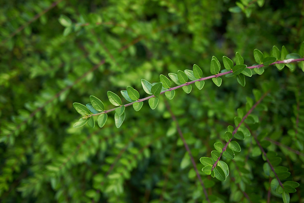 LONICERA NITIDA HEDGE | Hedge Plants Guide