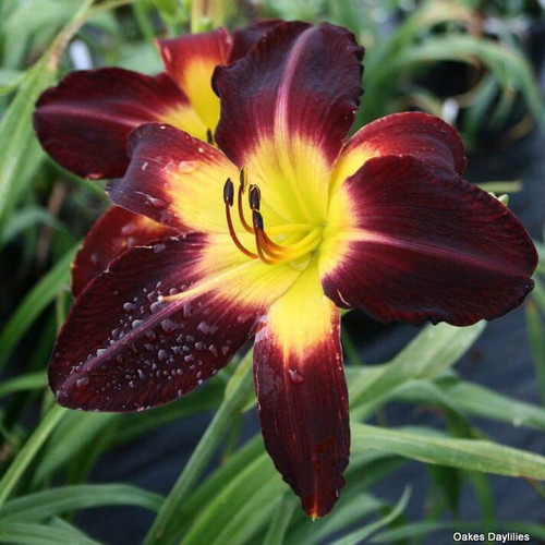 Hemerocallis 'Persian Ruby' (Persian Ruby daylily) | mainecustomlandscape