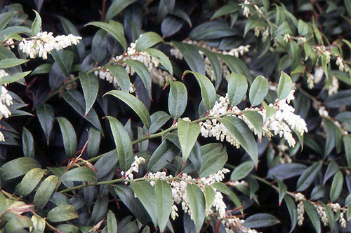 Leucothoe fontanesiana (Drooping leucothoe) | mainecustomlandscape