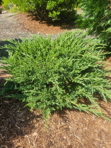 Juniperus chinensis var. sargentii (Sargent's juniper ...