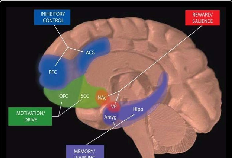 Genes y el sistema de recompensa y placer cerebral