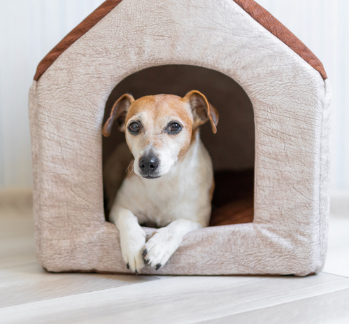 Modular Insulated Prefab Dog Cat Pet House by Wedge India