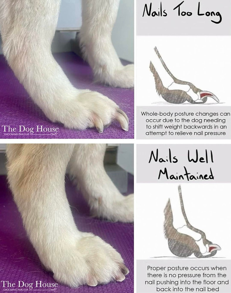 The Importance of Regular Dog Nail Care: Why It Shouldn't Be Overlooked