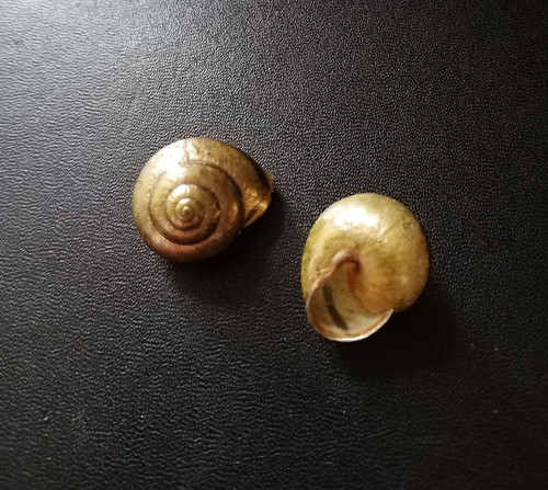 Gouden schelpje | Sturm&Co