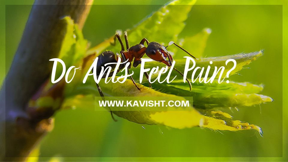 Do Ants Feel Pain? The Truth About Ants and Their Sensitivity to Pain