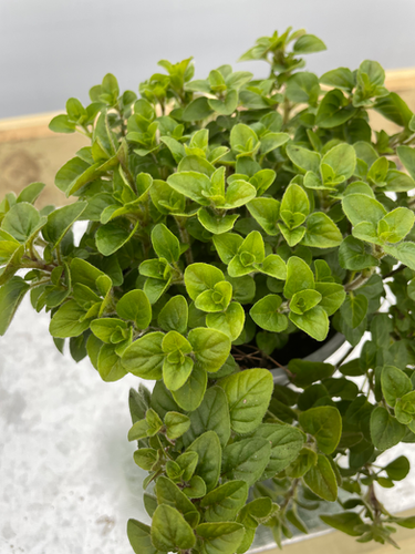Origanum vulgare | Potters Hill Plants