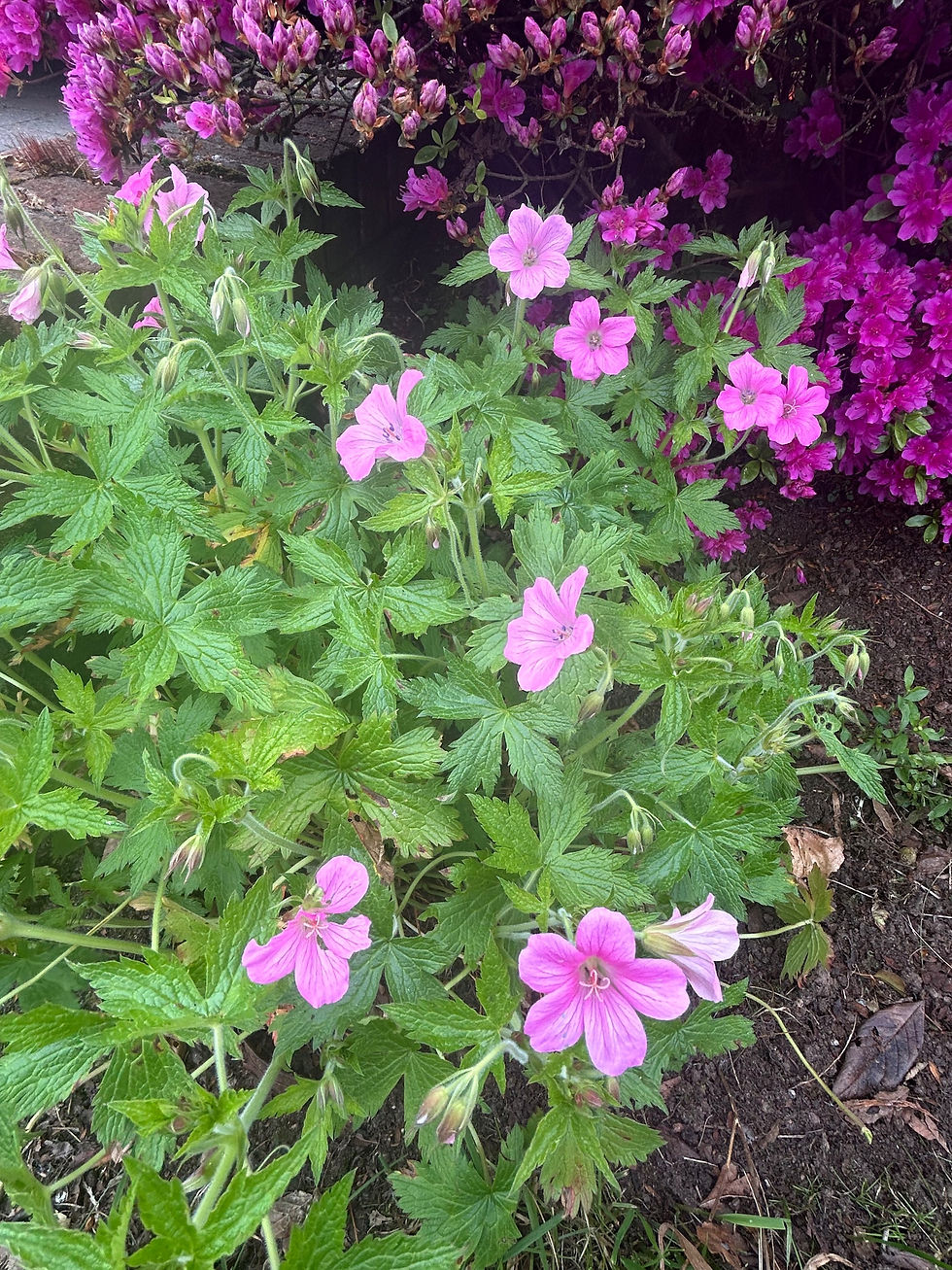 Geranium ‘Dreamland’ (Bremdream) PBR | Potters Hill Plants