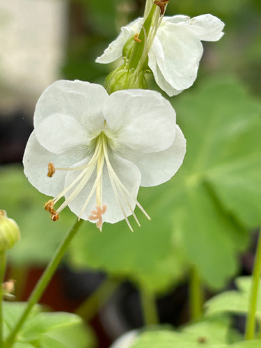Geranium macrorrhizum 'Snow Sprite' | Potters Hill Plants