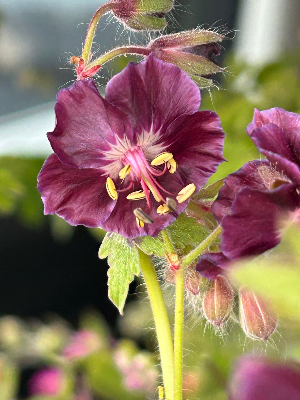 Geranium phaeum 'Samabor' | Potters Hill Plants