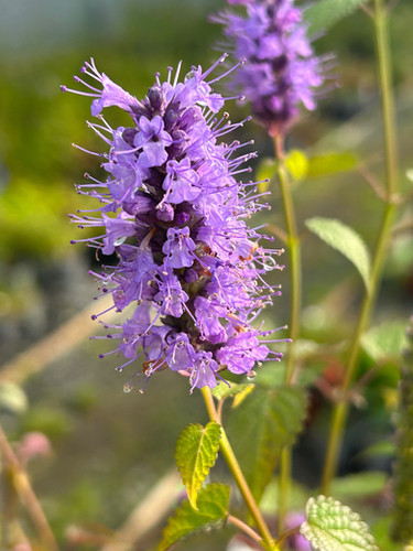 Agastache rugosa 'Little Adder' | Potters Hill Plants