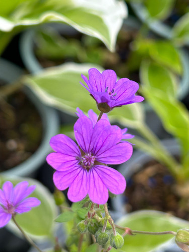 Geranium ‘Bill Wallis' | Potters Hill Plants